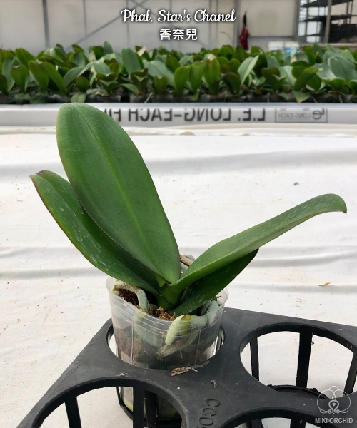 Орхидея Phal. Stars Chanel - купить, доставка Украина