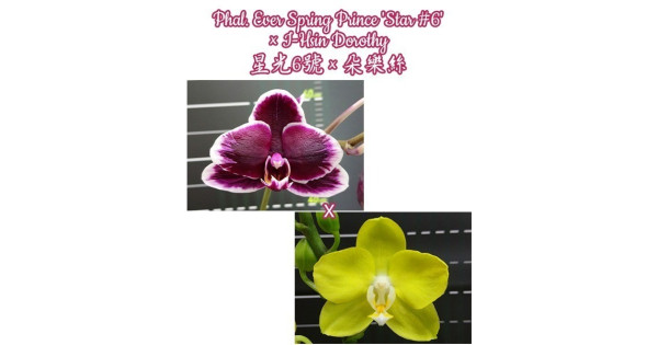 Орхiдея Phal. Ever Spring Prince Star 6 × I-Hsin Dorothy - купити ...