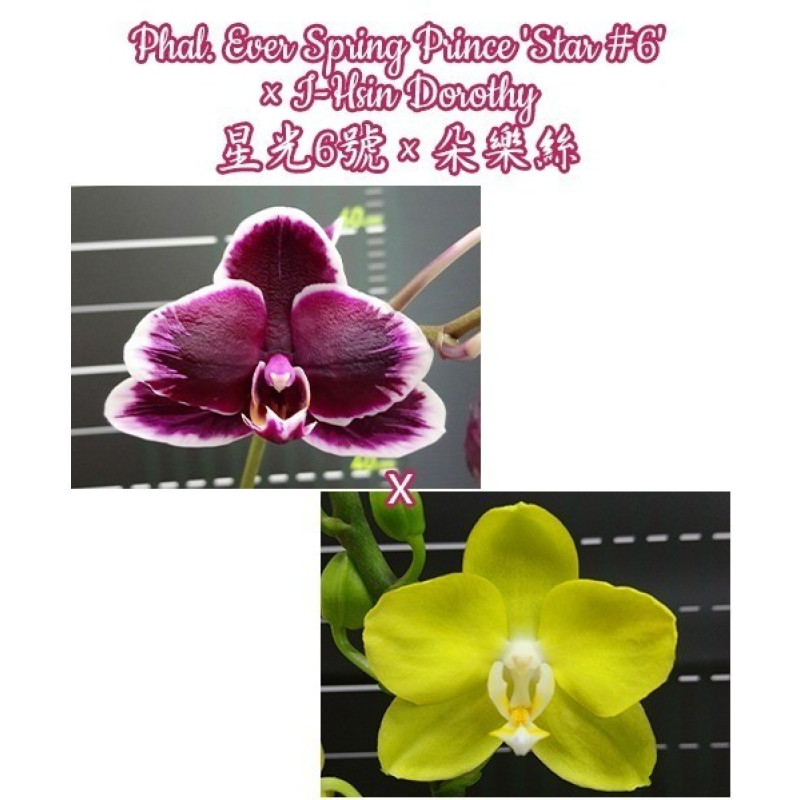Орхидея Phal. Ever Spring Prince Star 6 × I-Hsin Dorothy - купить ...