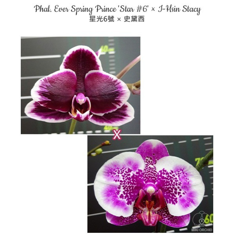 Орхiдея Phal. Ever Spring Prince Star 6 × I-Hsin Stacy - купити ...