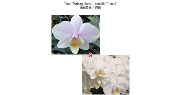 Орхидея Phal. Pinlong Cheris × Amabilis Round - купить, доставка Украина