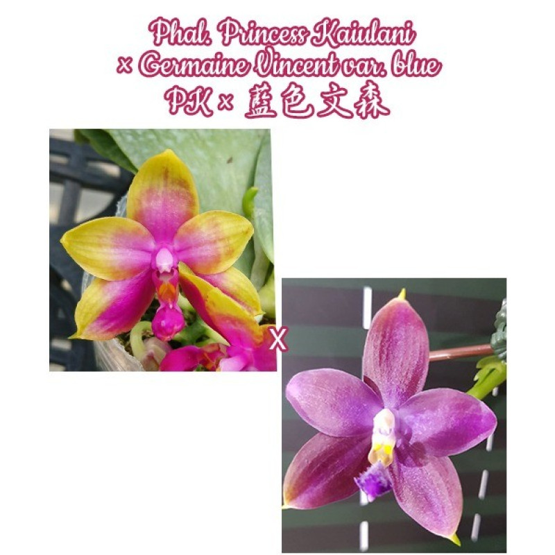 Орхидея Phal. Princess Kaiulani × Germaine Vincent var. Blue - купить ...