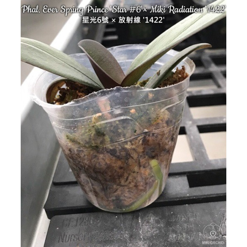 Орхiдея Phal. Ever Spring Prince Star 6 × Miki Radiation - купити ...