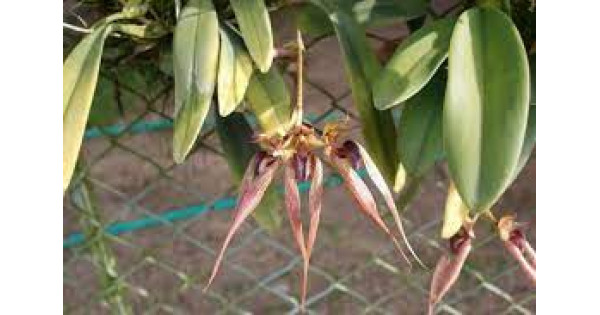 Орхидея Bulb. Dearei x Fascinator - купить, доставка Украина