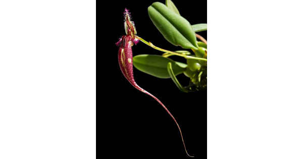 Орхидея Bulb. Fascinator - купить, доставка Украина