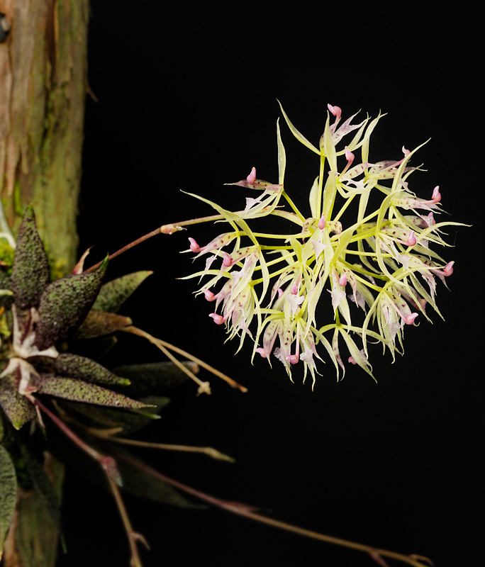 Орхидея Macroclinium Aurorae - купить, доставка Украина