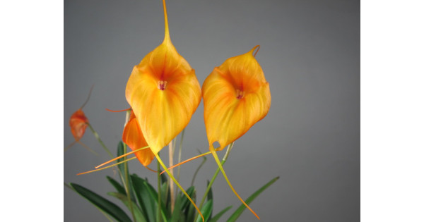 Орхидея Masd. Circe - купить, доставка Украина