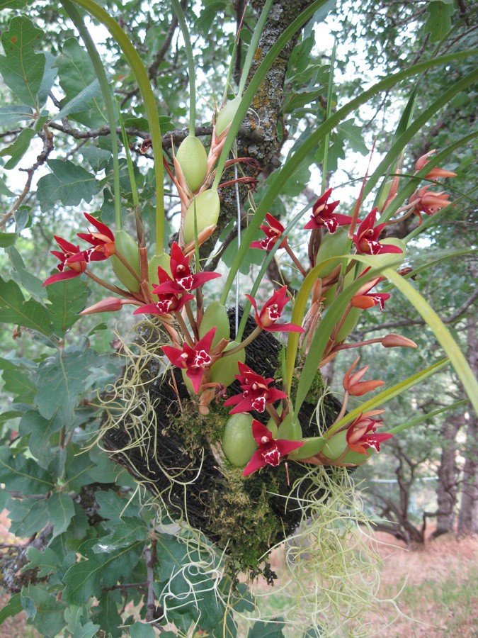 Орхидея Max. Tenuifolia - купить, доставка Украина