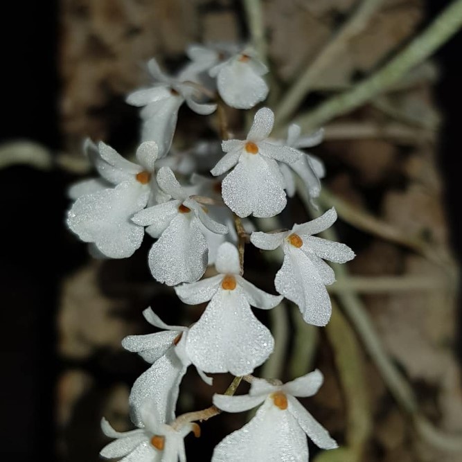 Орхидея Microcoelia Obovata - купить, доставка Украина