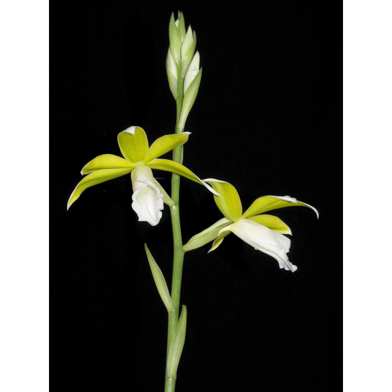 Орхiдея Phaius Tankervilleae Alba - купити, доставка Україна