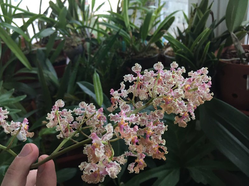 Орхидея Trichocentrum Carthagenense - купить, доставка Украина