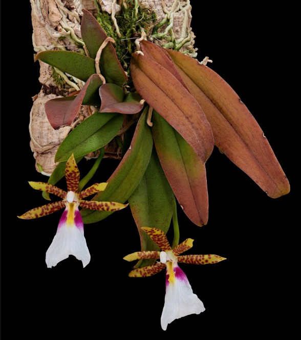 Орхiдея Trichocentrum Tigrinum 1,7 - купити, доставка Україна
