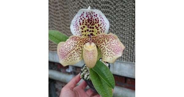 Орхидея Paph. Bellatulum x Formosa Sunset - купить, доставка Украина