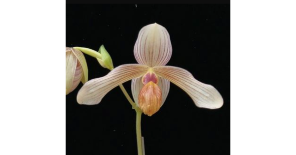 Орхидея Paph. Lady Isobel x Emersonii - купить, доставка Украина