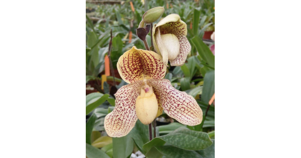 Орхiдея Paph. Lady Isobel x Leucochilum - купити, доставка Україна