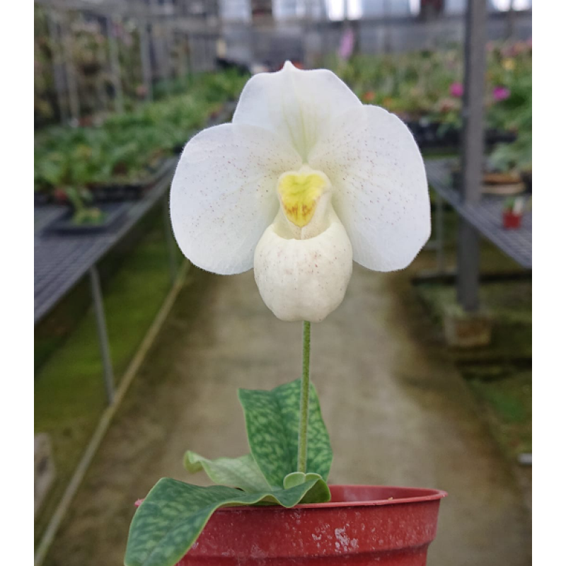 Орхидея Paph. Niveum x Emersonii - купить, доставка Украина