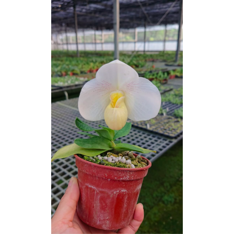 Орхидея Paph. Quantum Light x Emersonii - купить, доставка Украина