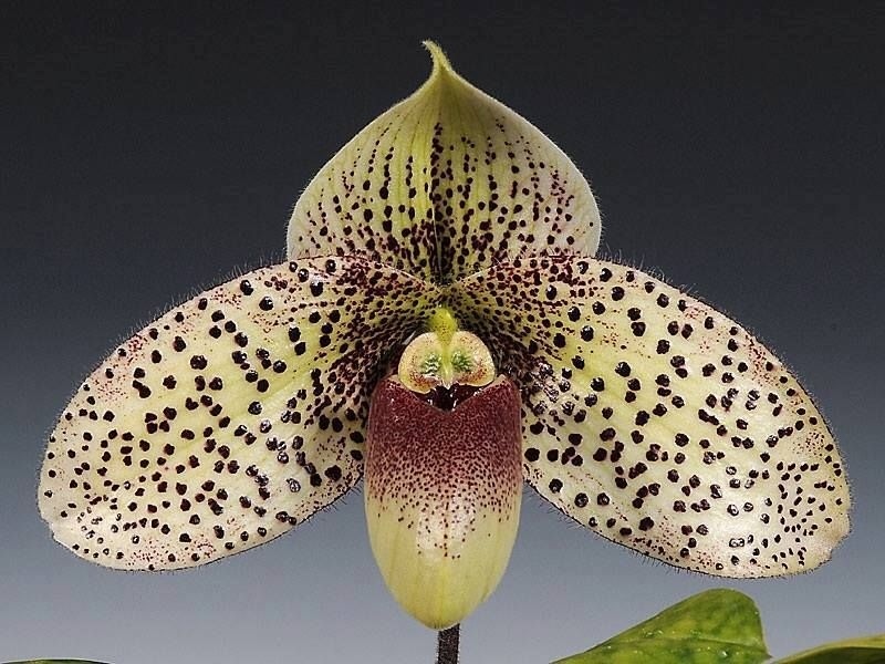 Орхидея Paph. Bellatulum x Sukhakulii 1,7 - купить, доставка Украина