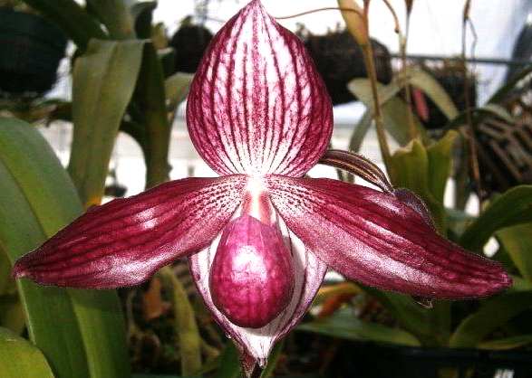 Орхидея Paph. Delrosi - купить, доставка Украина