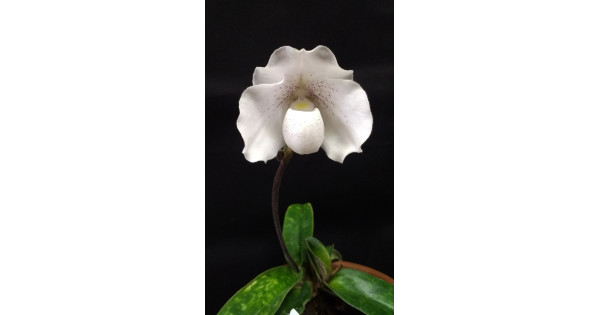 Орхiдея Paph. Greyi - купити, доставка Україна