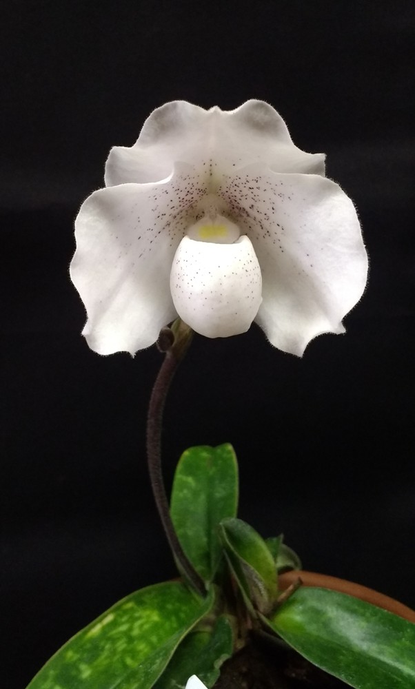 Орхiдея Paph. Greyi - купити, доставка Україна