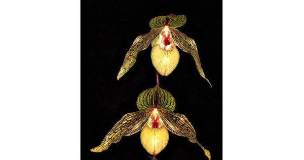 Орхидея Paph. Harold Koopowitz - купить, доставка Украина