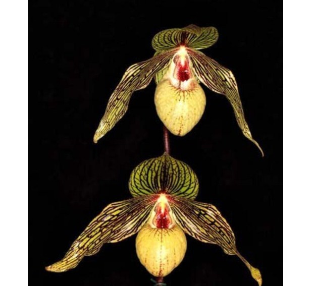 Орхидея Paph. Harold Koopowitz - купить, доставка Украина