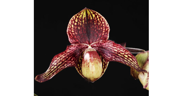 Орхiдея Paph. Hsinying Antrix - купити, доставка Україна