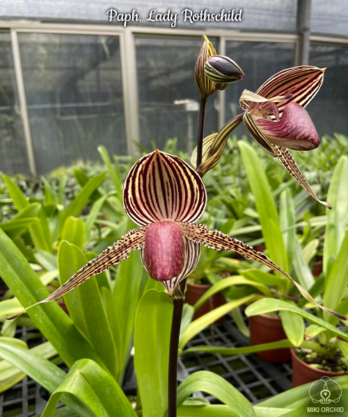 Орхидея Paph. Lady Rothschild - купить, доставка Украина