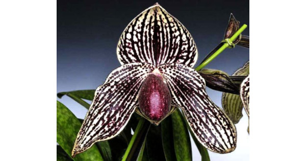 Орхидея Paph. Rolfei - купить, доставка Украина