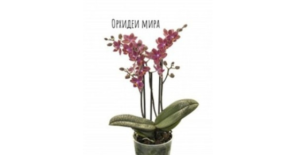 Орхидея Phal. Diffusion 1,7 - купить, доставка Украина