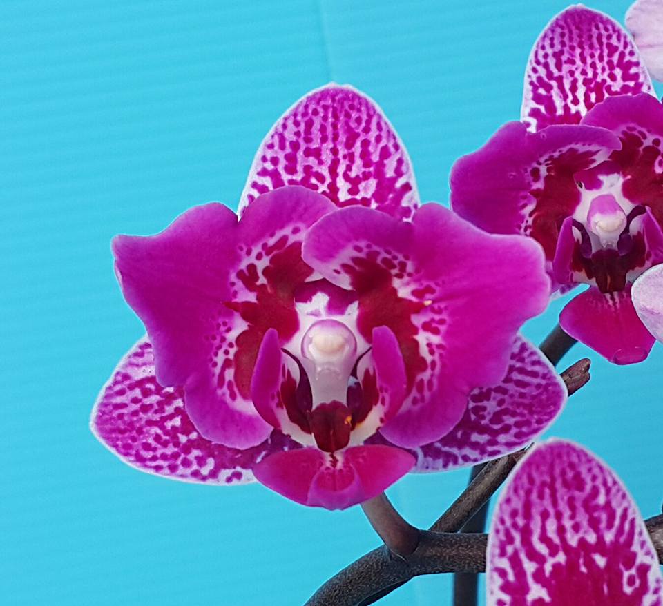 Орхидея Phal. Formosa Cranberry бабочка уценка - купить, доставка Украина