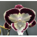 Орхидея Phal. Champion Dharma big lip - купить, доставка Украина