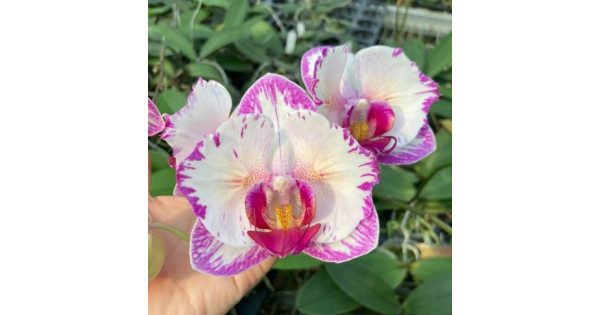 Орхидея Phal. Champion Lightning бабочка - купить, доставка Украина