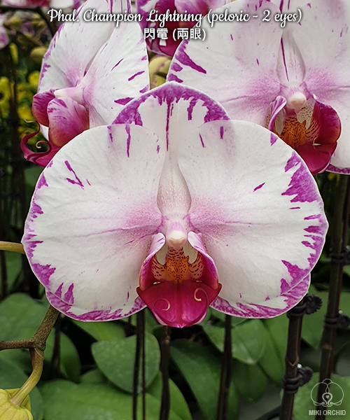 Орхидея Phal. Champion Lightning бабочка - купить, доставка Украина