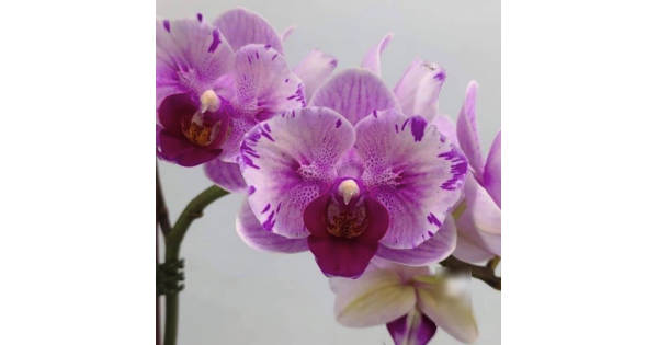 Орхидея Phal. Ching Ann Gem бабочка уценка - купить, доставка Украина