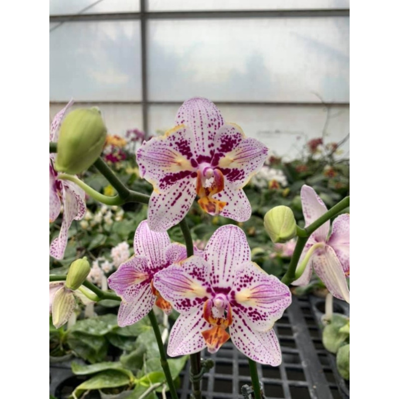 Орхидея Phal. Ever Spring King Varsity бабочка уценка - купить ...