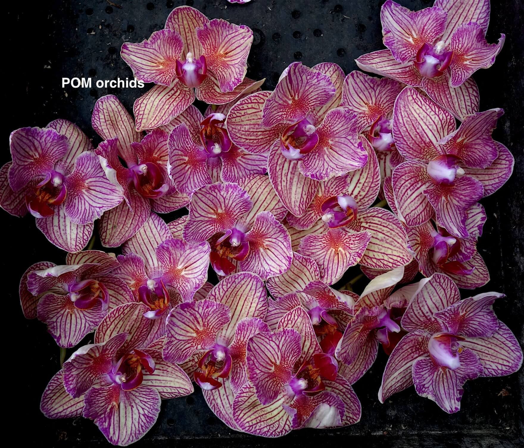 Орхидея Phal. KV Beauty бабочка - купить, доставка Украина