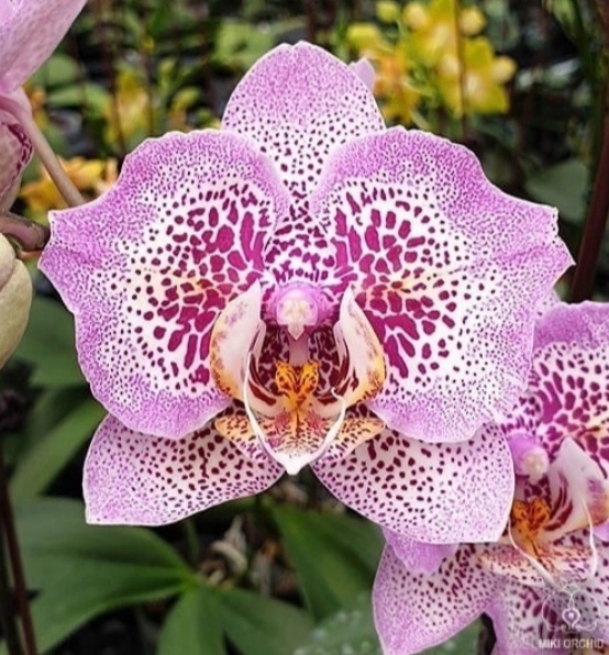 Орхидея Phal. Leopard Princess Golden Leopard бабочка - купить ...