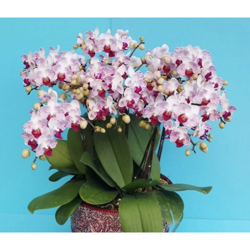 Орхидея Phal. Little Gem Stripes №2 бабочка уценка - купить, доставка ...