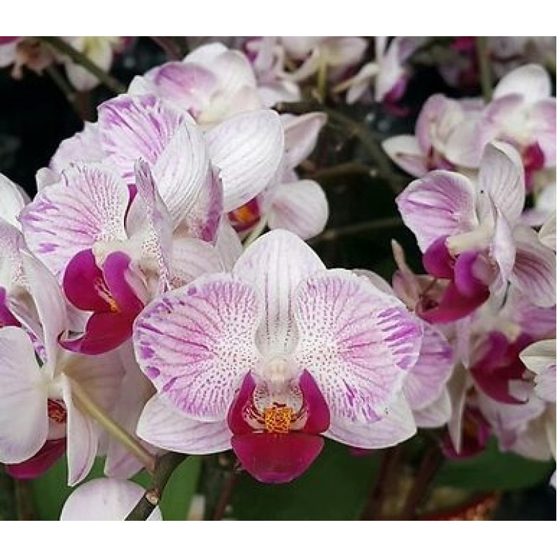 Орхидея Phal. Little Gem Stripes №2 бабочка уценка - купить, доставка ...