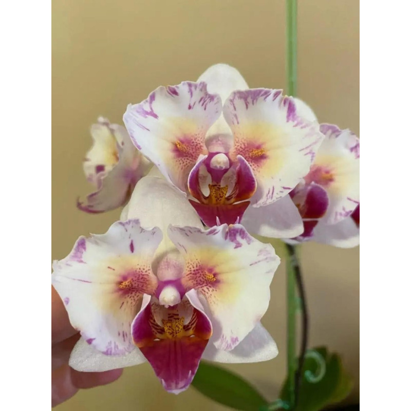 Орхидея Phal. Little Gem Stripes PF-777 бабочка уценка - купить ...