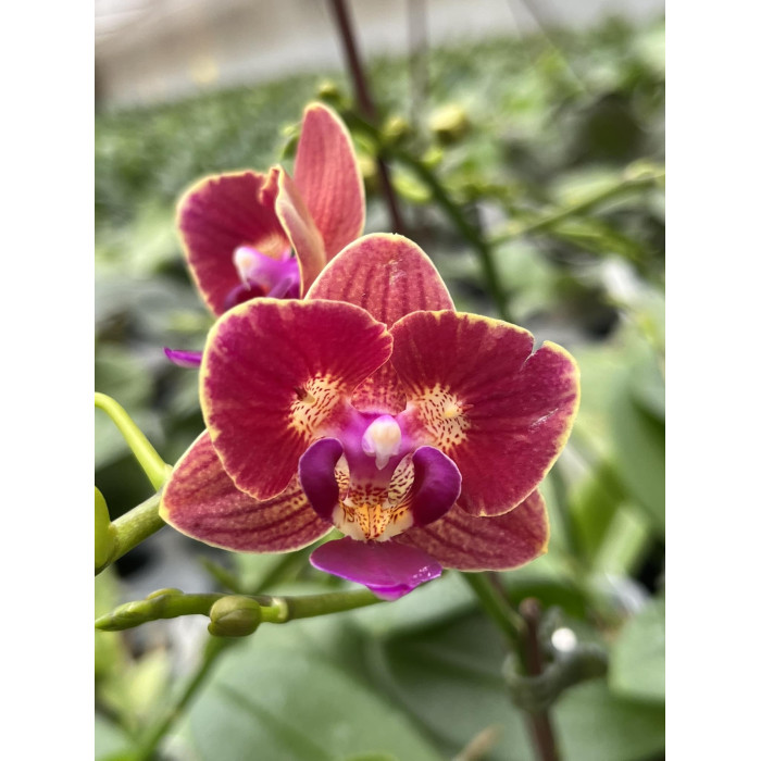 Орхидея Phal. Little Mary x Sin-Yuan Golden Beauty бабочка - купить ...