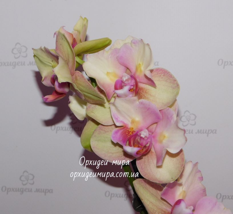 Орхидея Phal. Ox Rainbow бабочка - купить, доставка Украина