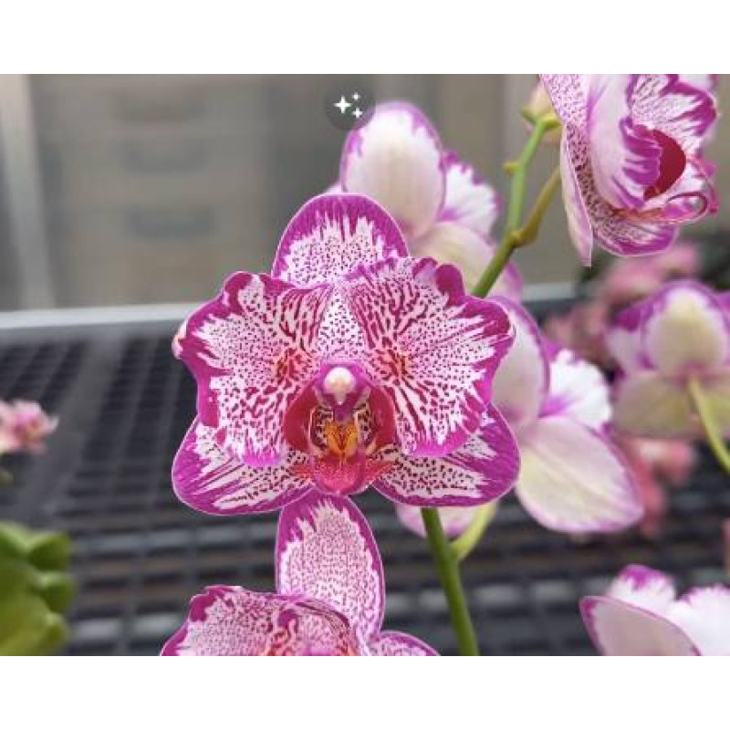 Орхидея Phal. Wild Leopard бабочка - купить, доставка Украина