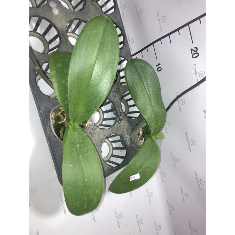 Орхидея Phal. Champion Lightning бабочка - купить, доставка Украина