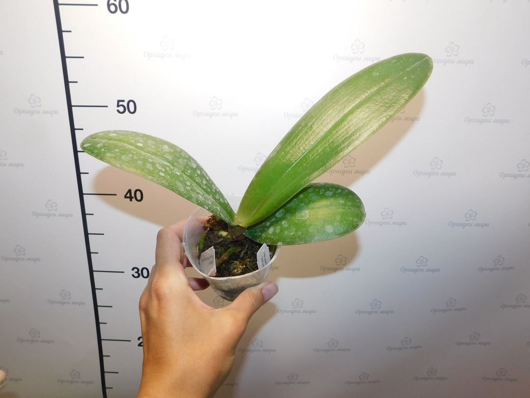 Орхидея Phal. Leopard Princess Golden Leopard бабочка - купить ...