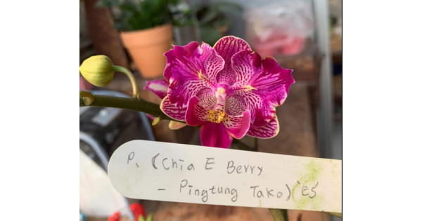 Орхидея Phal. (Chia E Berry x Pingtung Tako) big lip бабочка - купить ...