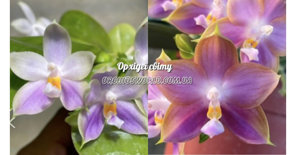 Орхидея Phal. Ching Ann Purple Jewel x Mituo Reflex Dragon - купить ...