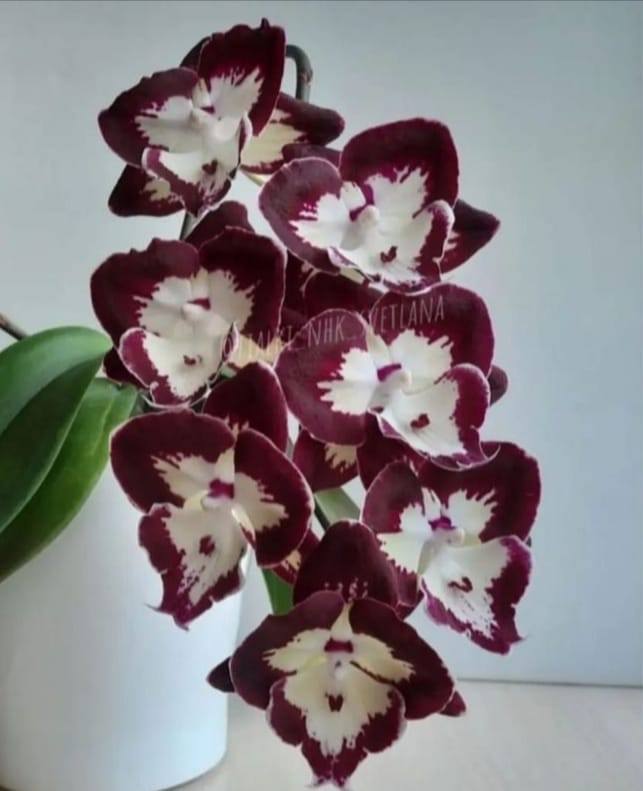 Орхидея Phal. Champion Dharma big lip - купить, доставка Украина